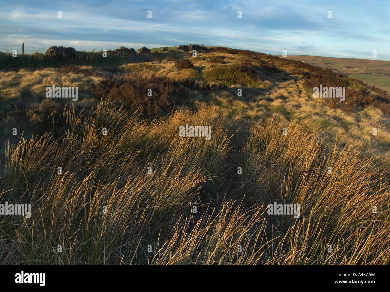 Harrop Edge Dobcross Saddleworth UK winter grasses and heather February ...