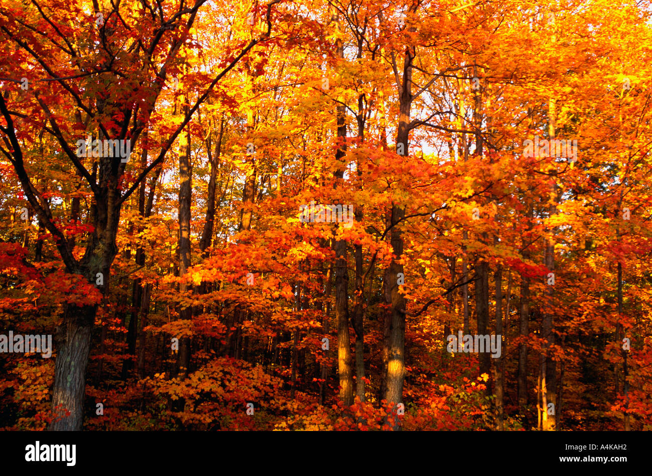 A vibrant forest in the fall Stock Photo - Alamy