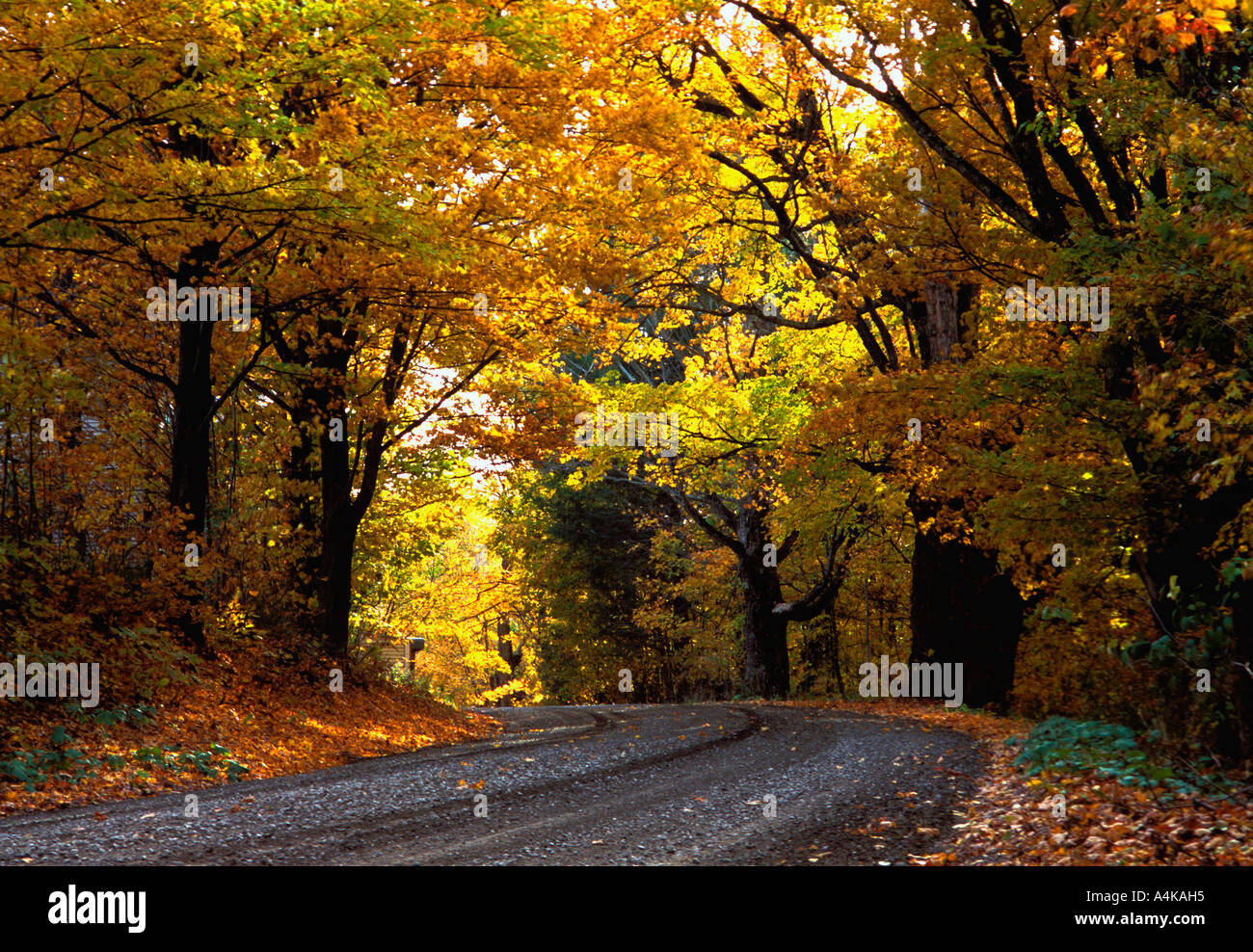 A winding road surrounded by trees in the fall Stock Photo - Alamy