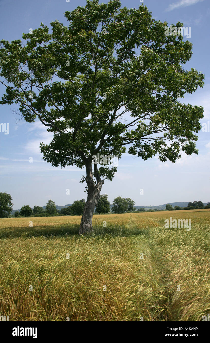 Corn oak hi-res stock photography and images - Alamy