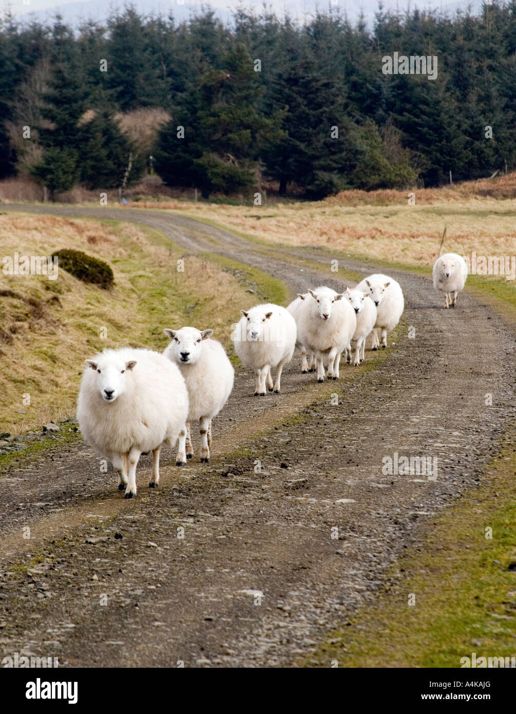 Welsh Sheep going for a walk Stock Photo - Alamy