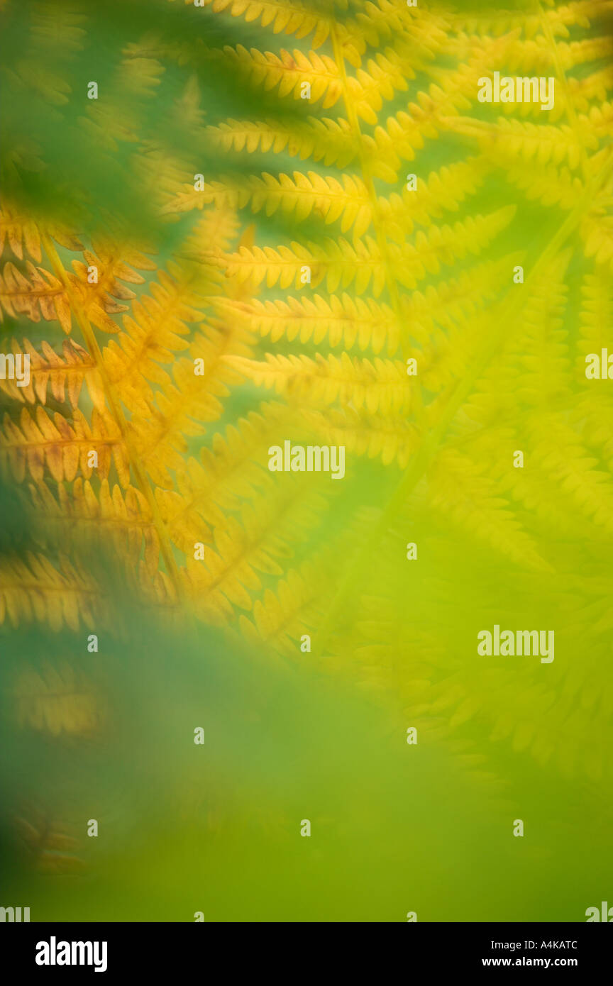 Soft ferns hi-res stock photography and images - Alamy