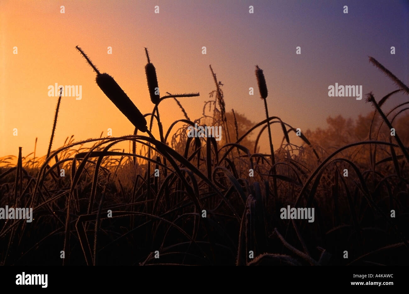 Cattails Sunset Silhouette High Resolution Stock Photography and Images ...