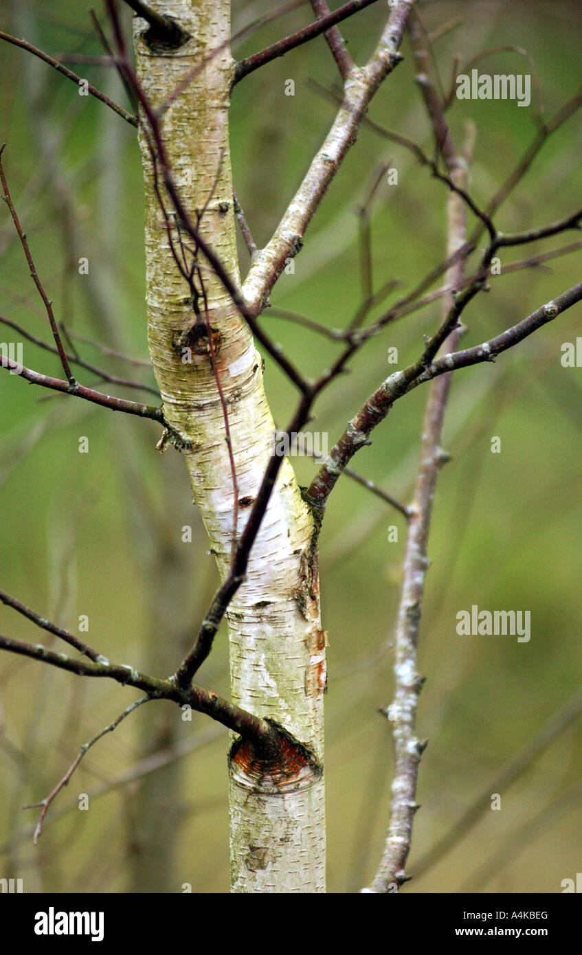 birch tree without leaves Stock Photo - Alamy