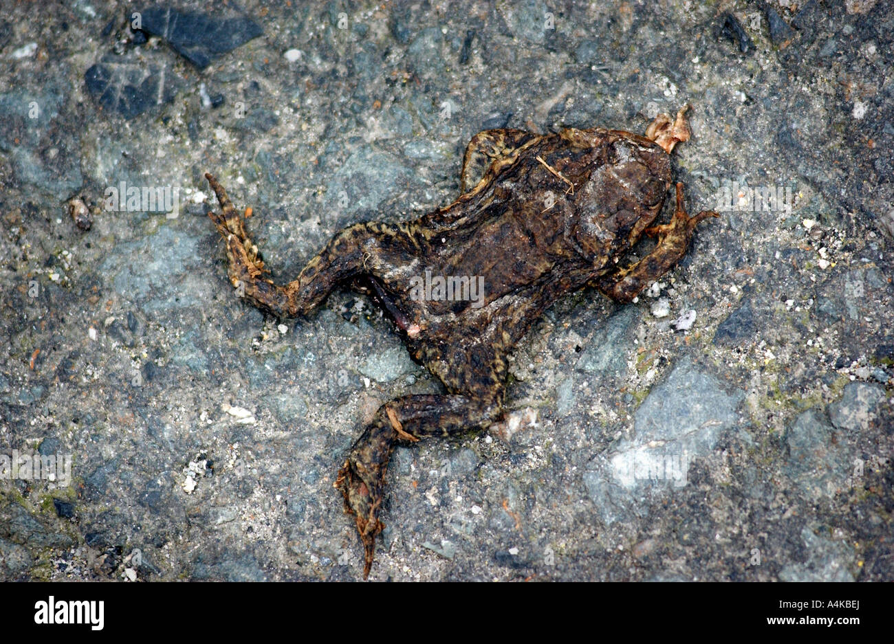 Toad Squashed High Resolution Stock Photography and Images - Alamy