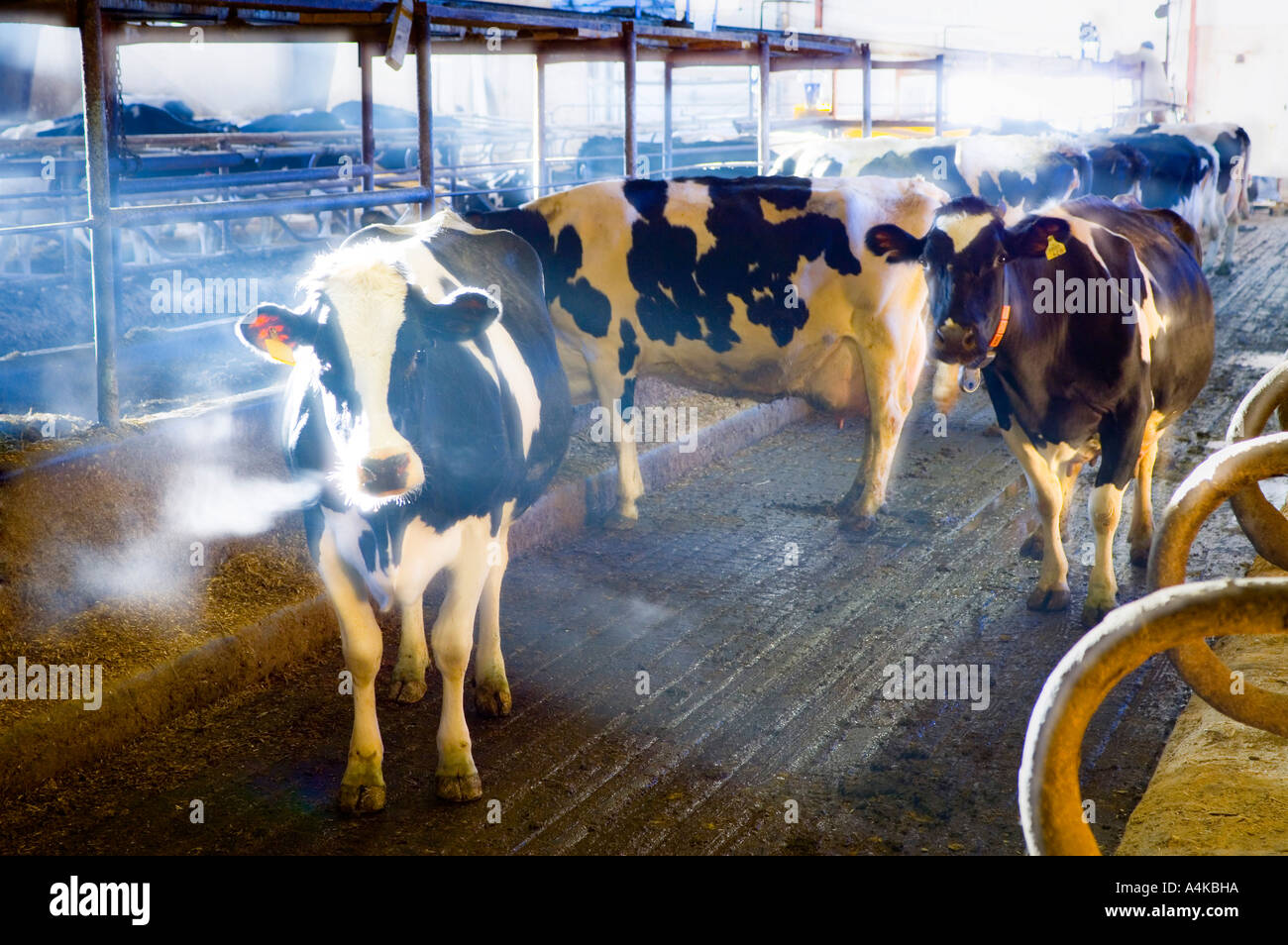 Dairy cows in barn Stock Photo - Alamy