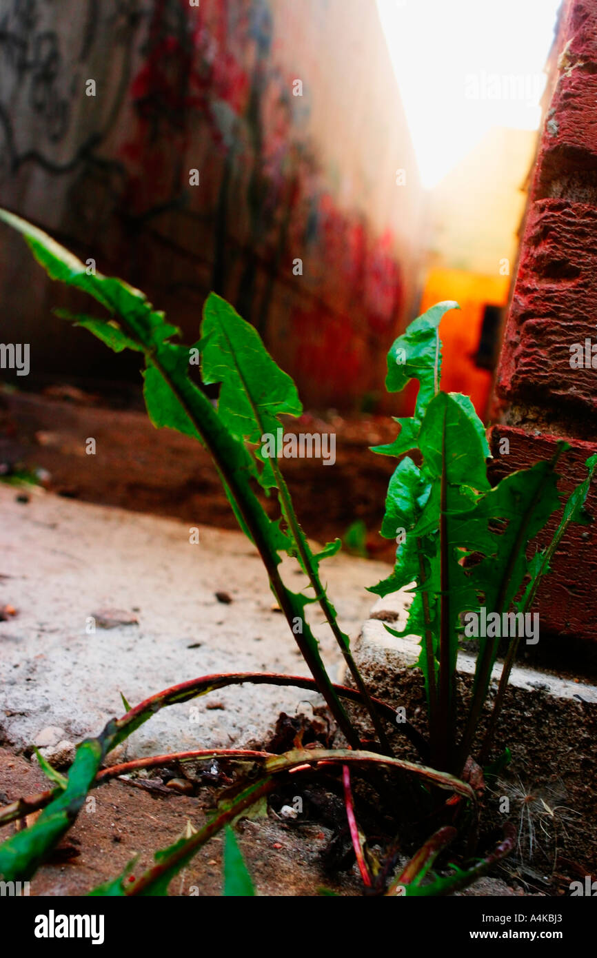 Evil weed hi-res stock photography and images - Alamy