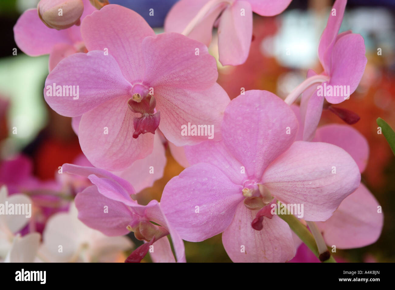Orchid Malaysia Borneo Stock Photo - Alamy