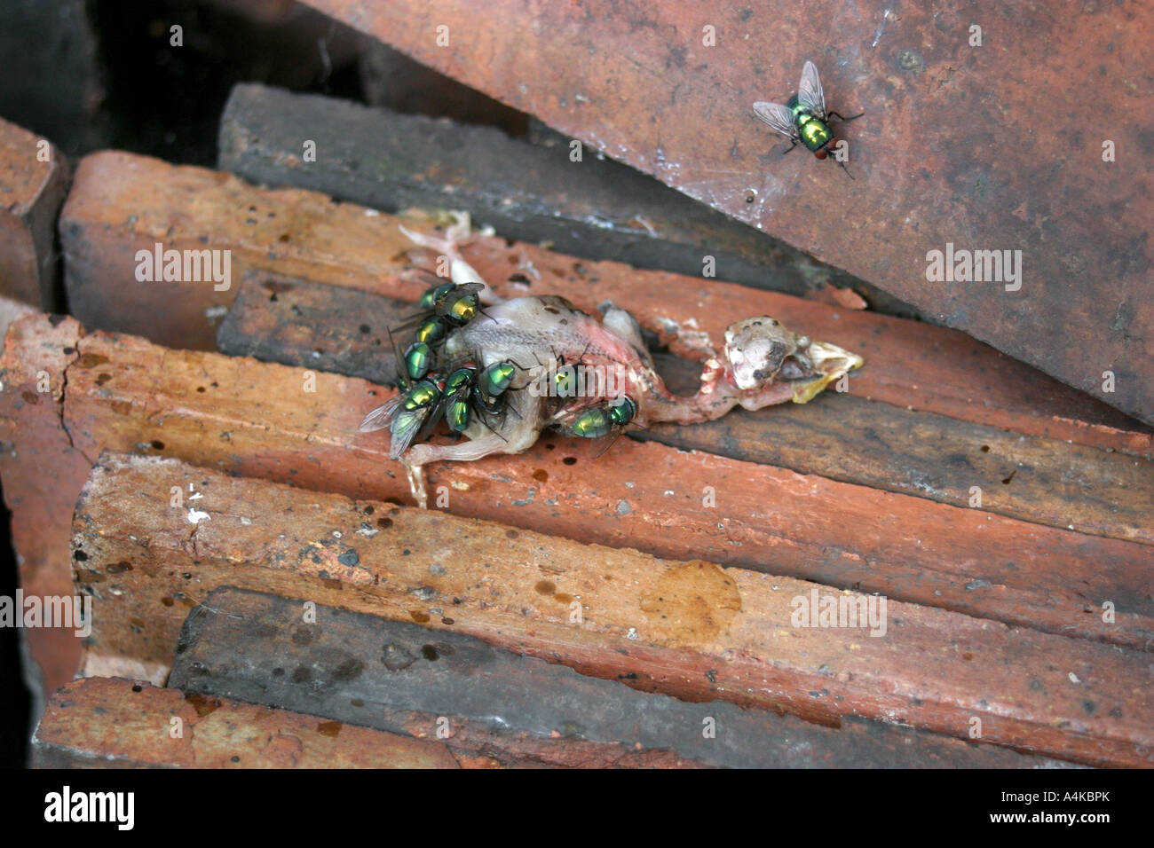 5th August 2006. Greenbottle flies feeding on the carcass of a small ...
