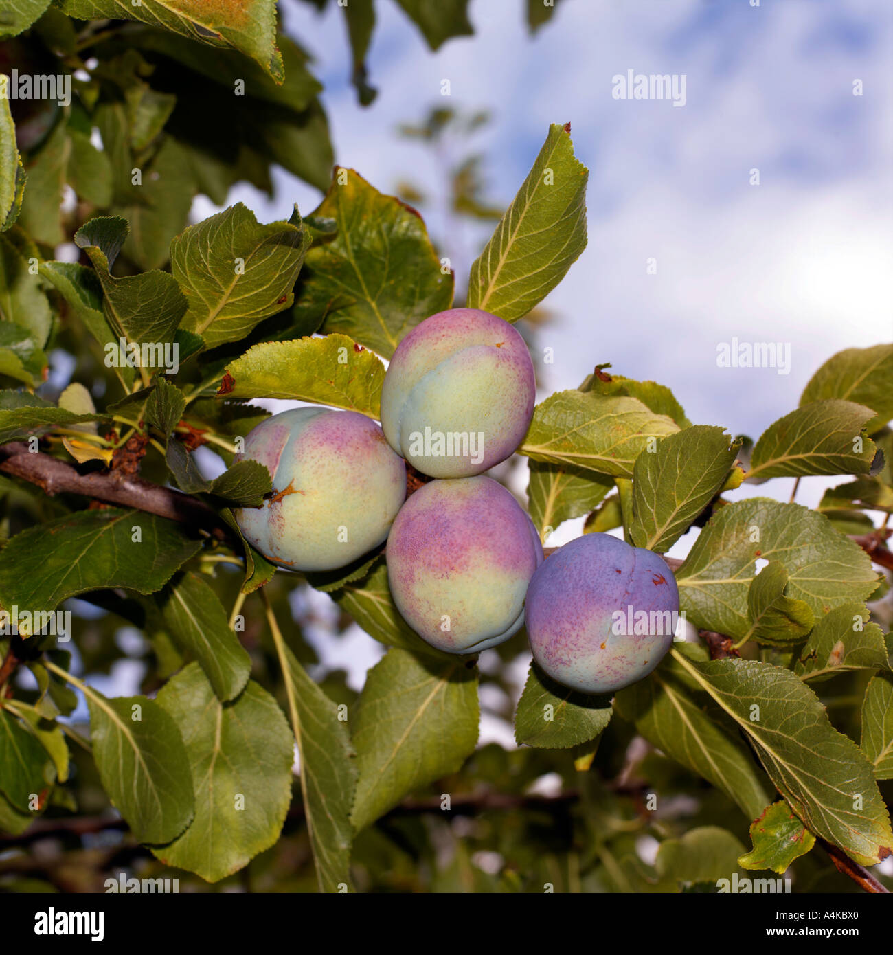 Victoria plums tree hi-res stock photography and images - Alamy