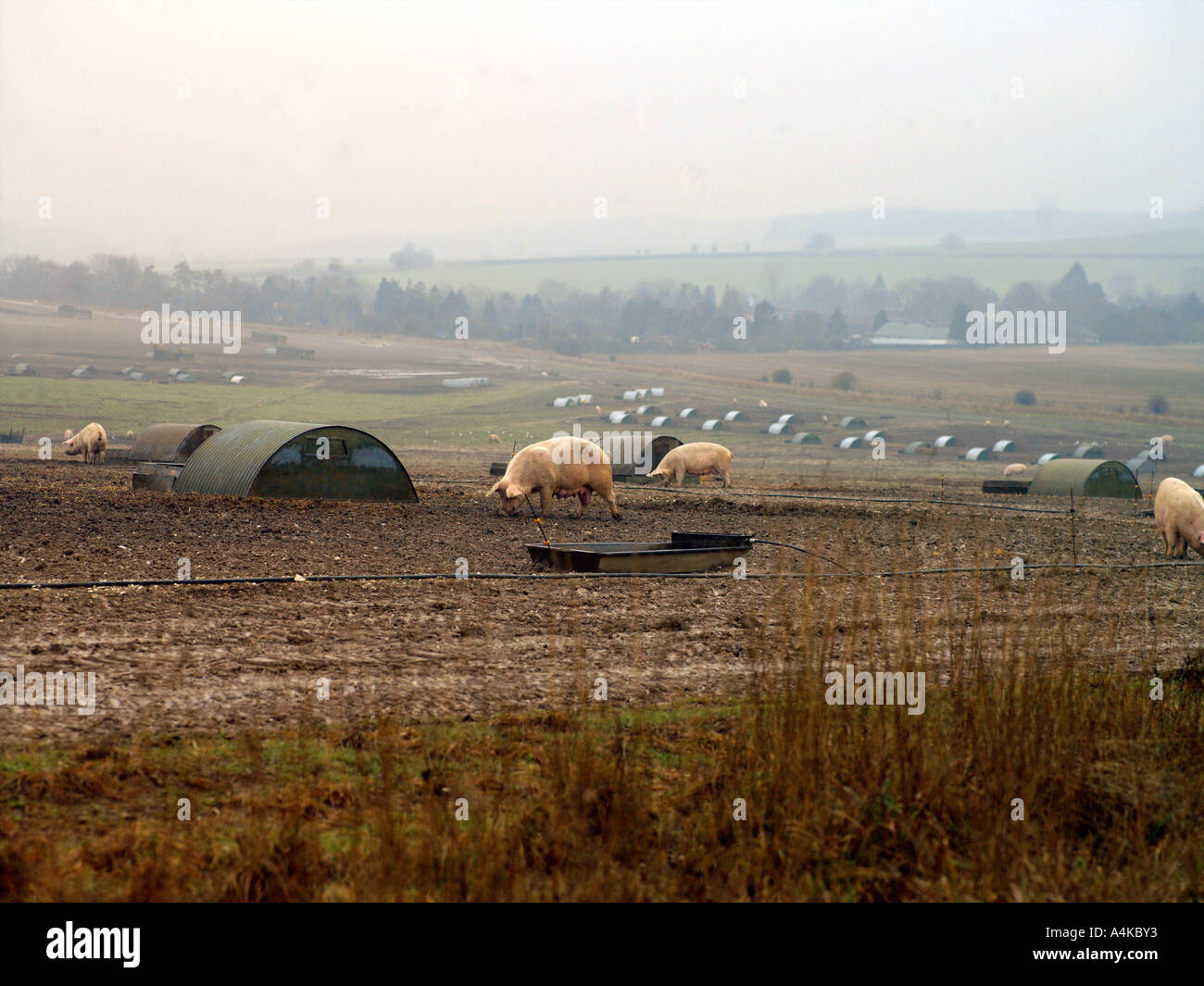 Pig farm wiltshire hi-res stock photography and images - Alamy