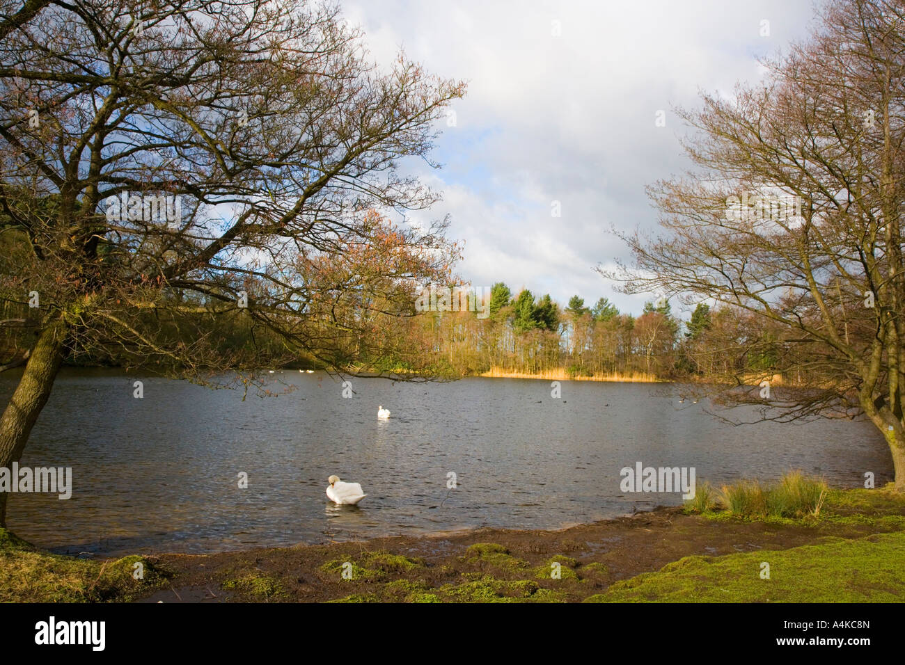 View across Redesmere at Siddington in Cheshire Stock Photo - Alamy