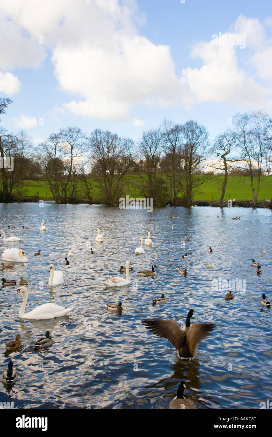 Redesmere lake cheshire hi-res stock photography and images - Alamy