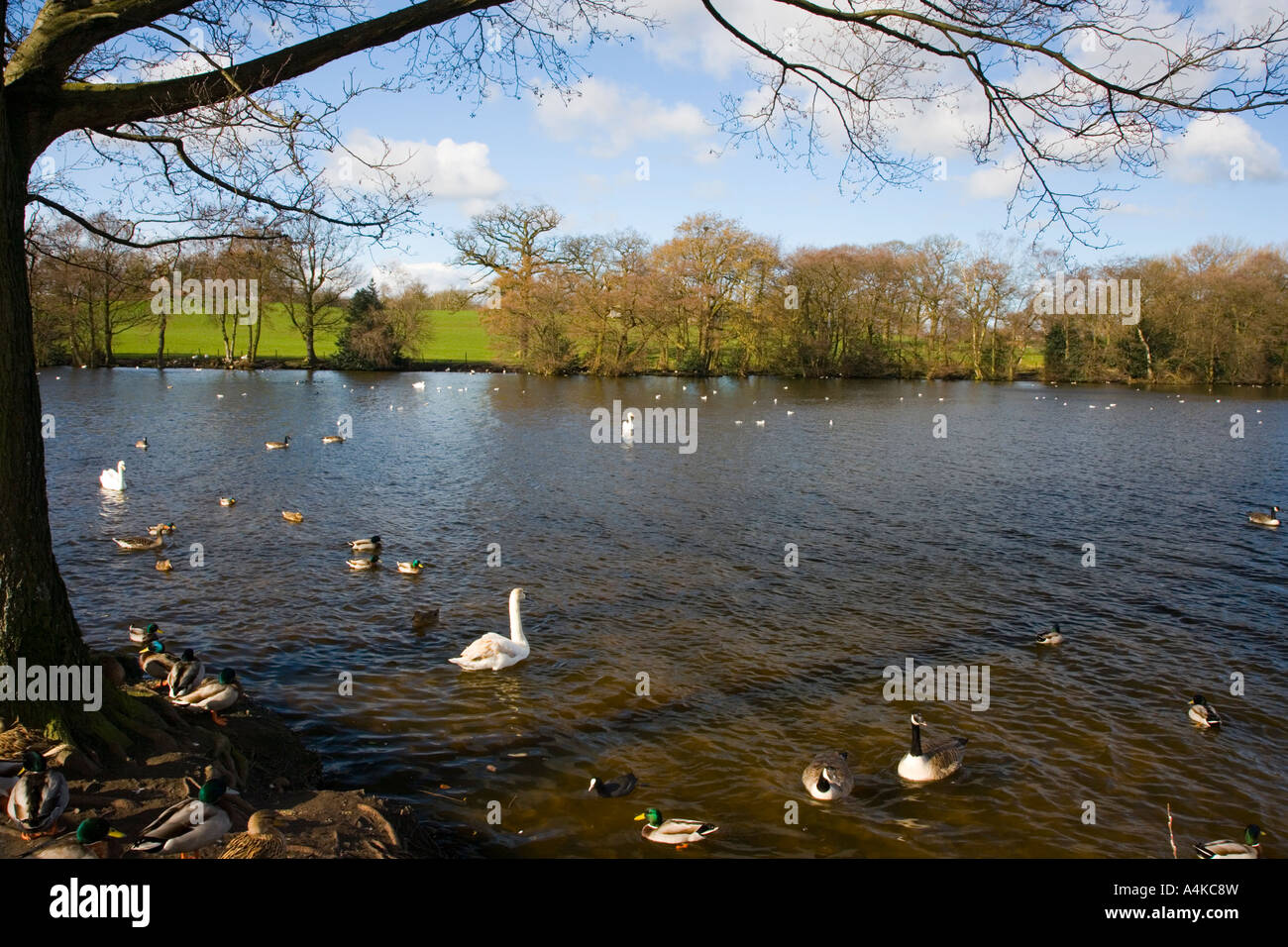 View across Redesmere at Siddington in Cheshire Stock Photo - Alamy