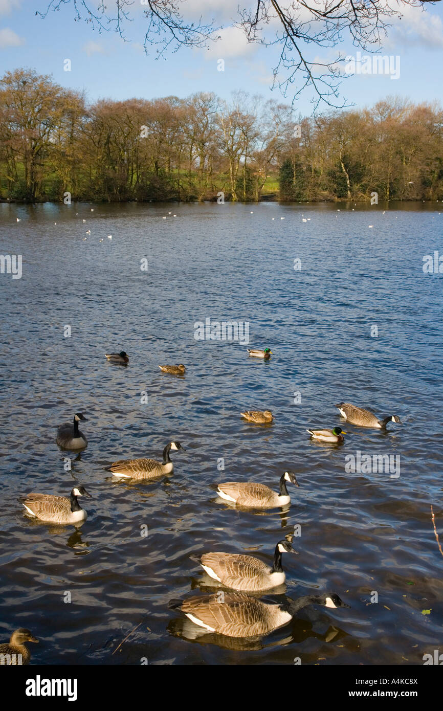 View of wildfowl on Redesmere at Siddington in Cheshire Stock Photo - Alamy