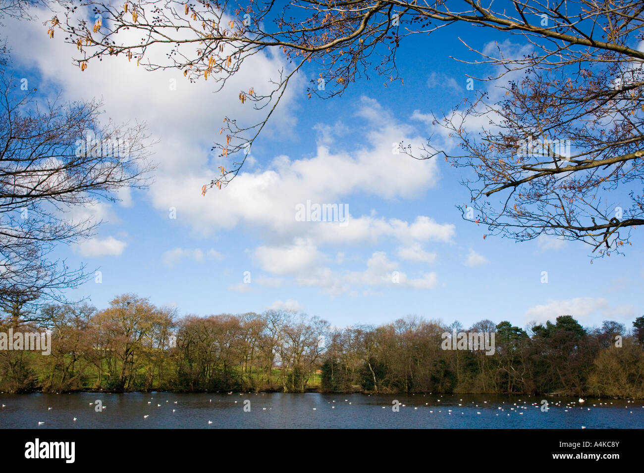 View of Redesmere at Siddington in Cheshire Stock Photo - Alamy
