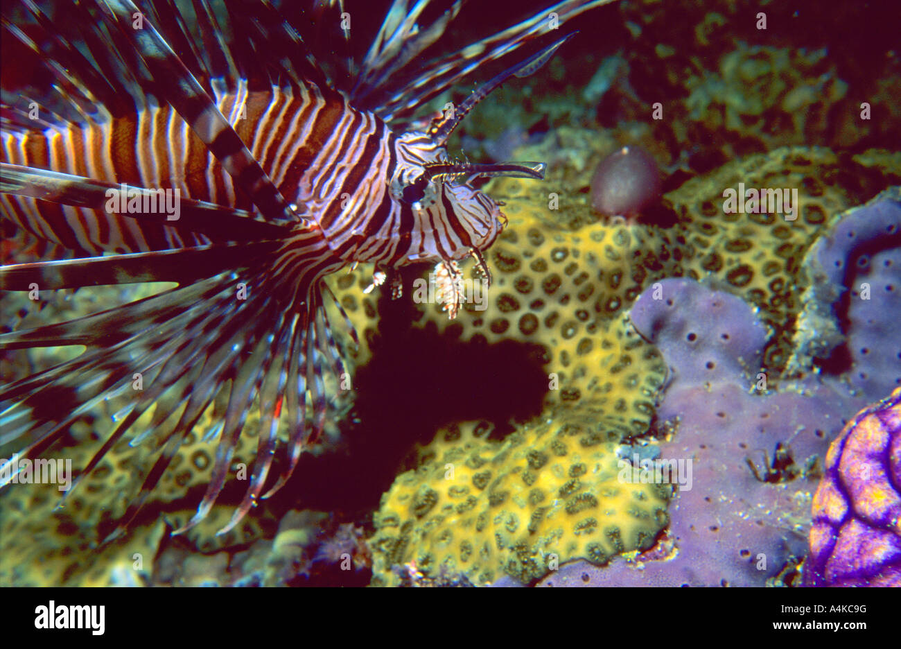 Lion fish great barrier reef hi-res stock photography and images - Alamy