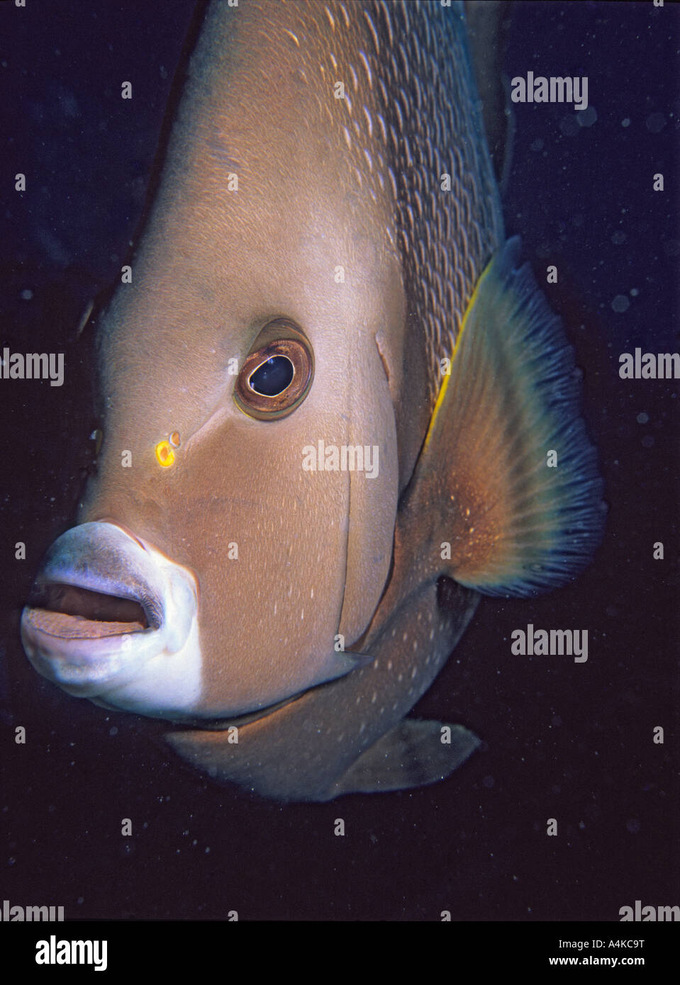 French Angel fish Stock Photo - Alamy