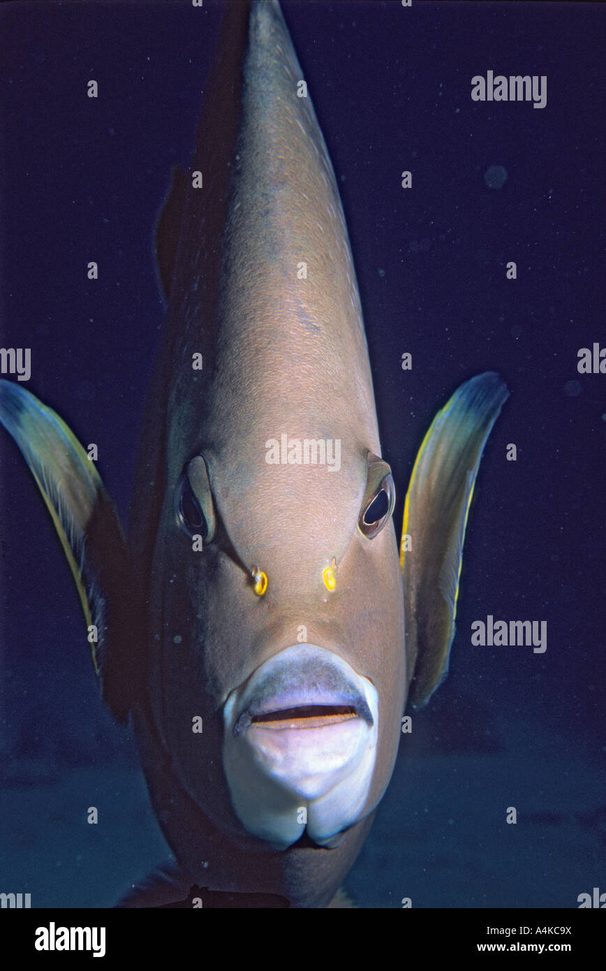 French Angel fish Stock Photo - Alamy