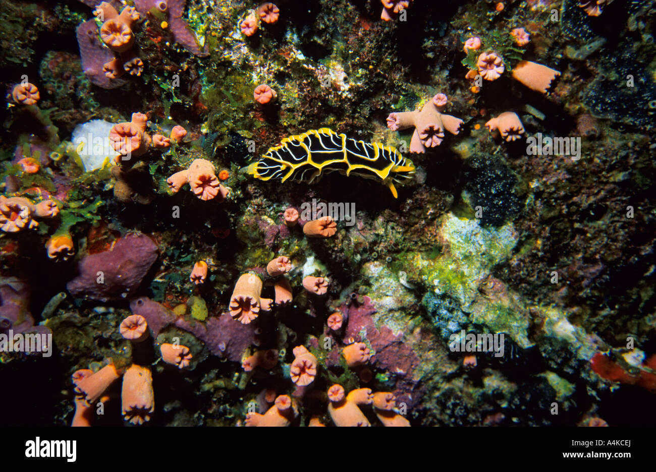 Nudibranch on reef Stock Photo - Alamy