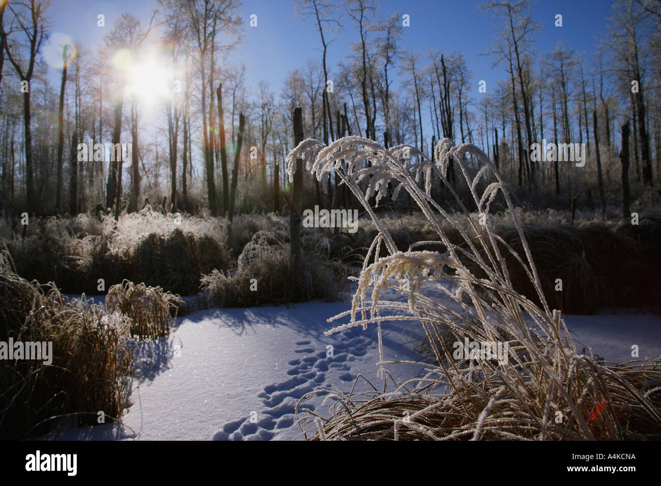 Winter landscape forest in snow hi-res stock photography and images - Alamy