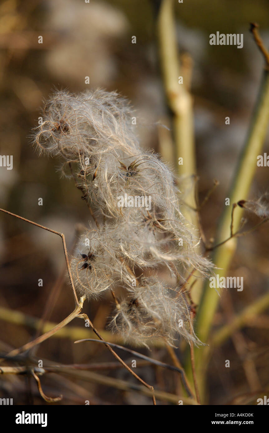 Thistle down hi-res stock photography and images - Alamy