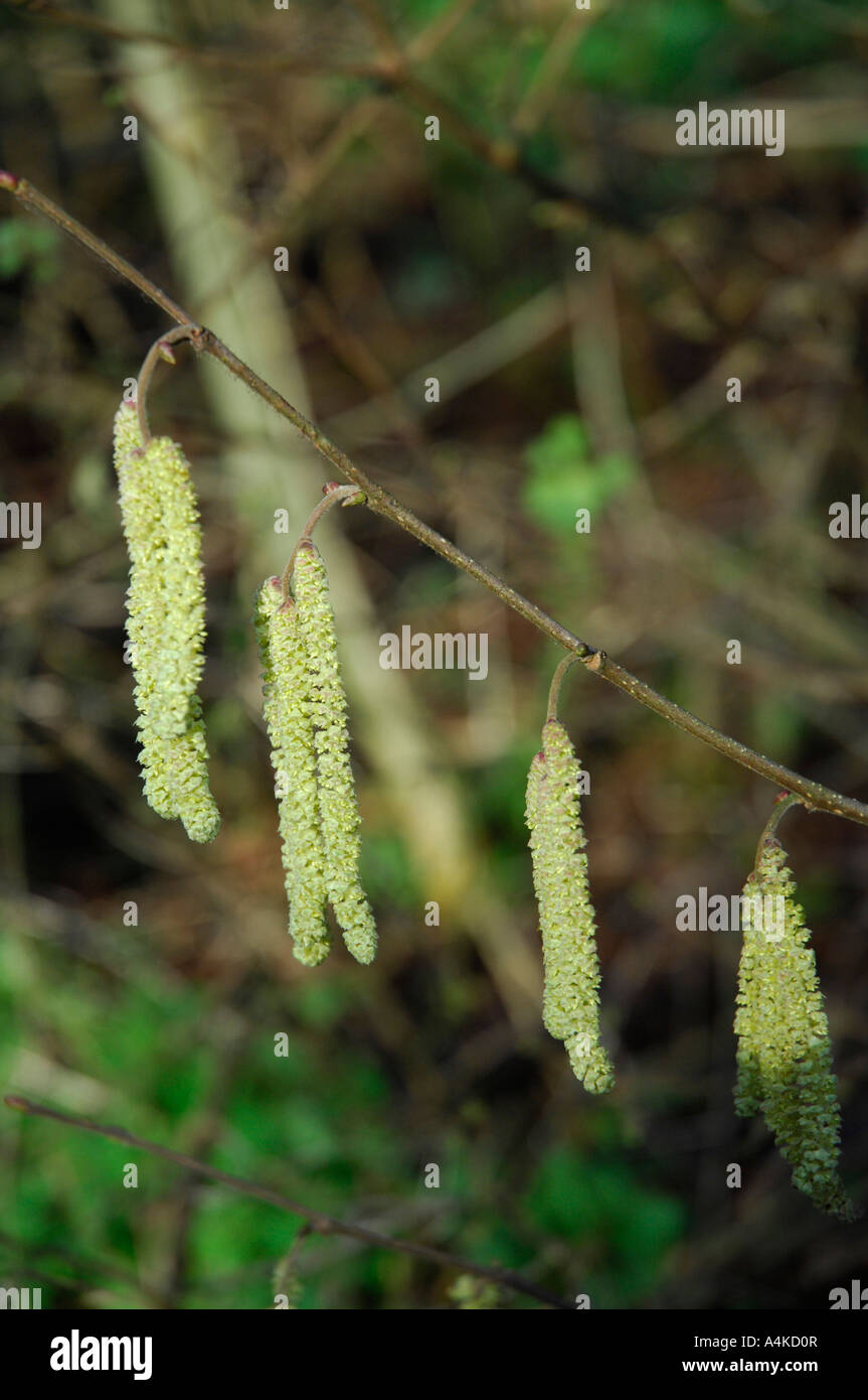 Budding catkins hi-res stock photography and images - Alamy