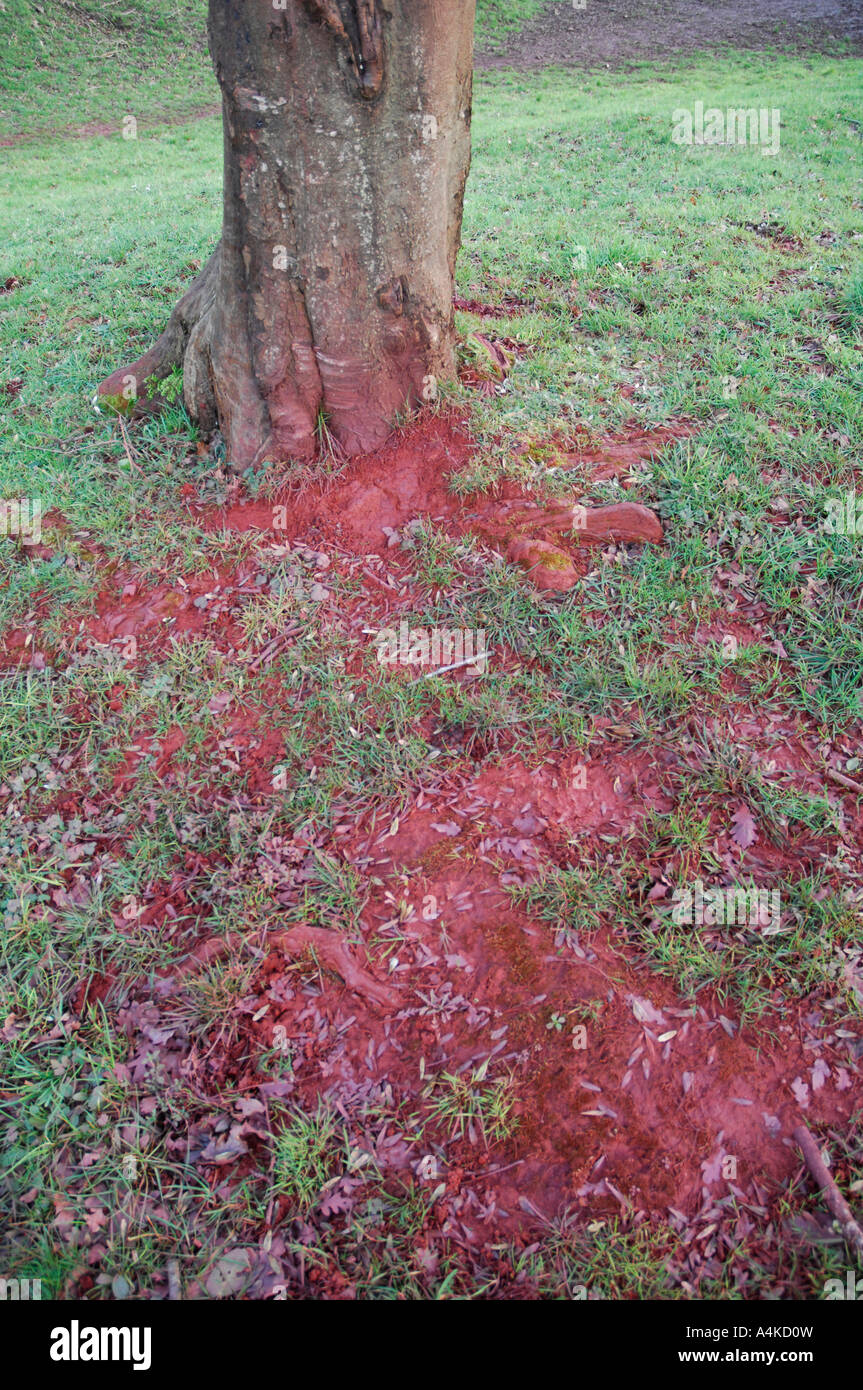 red ochre rising naturally through soil, South Gloucestershire, UK ...