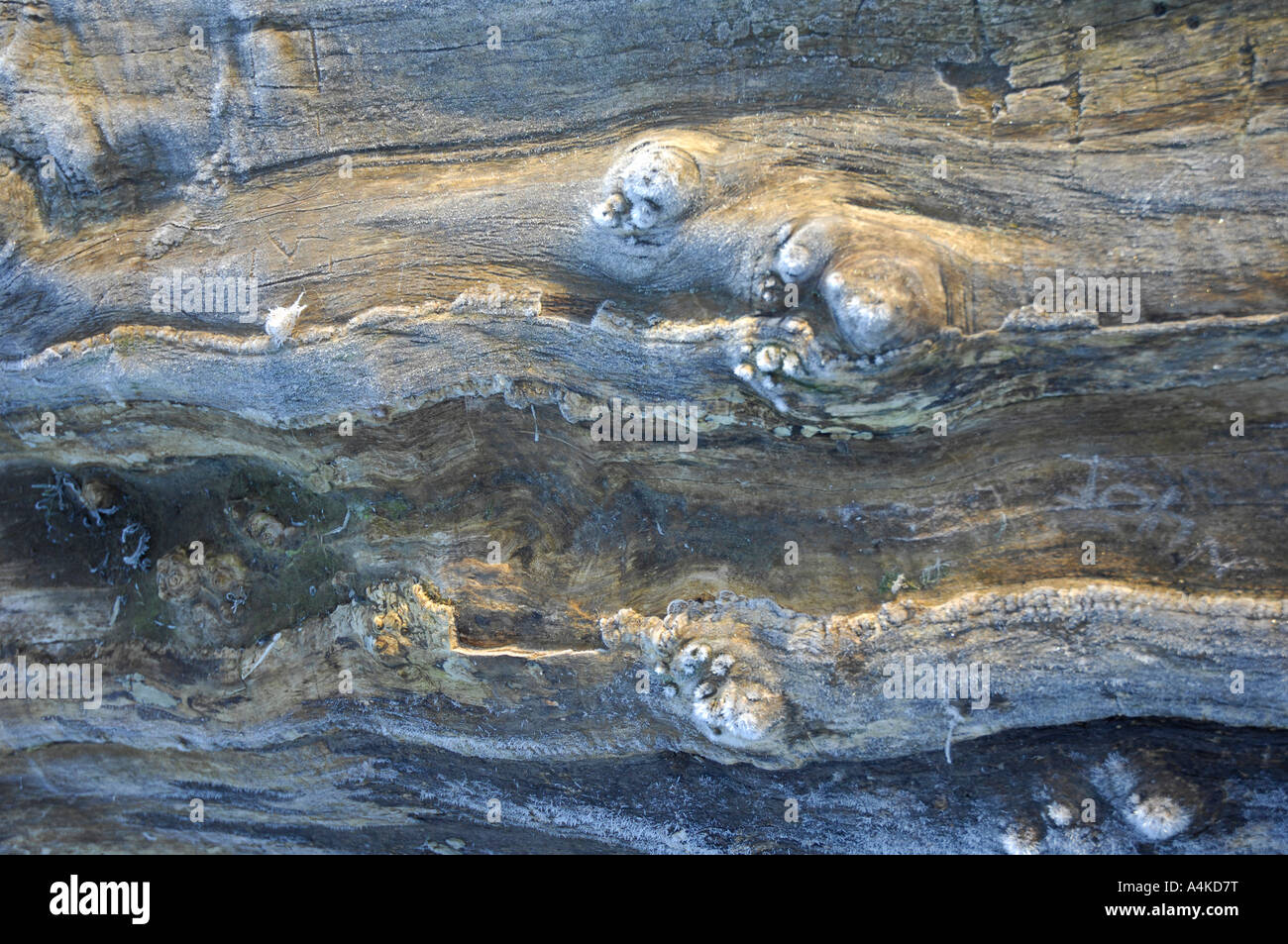 Log knot hi-res stock photography and images - Alamy