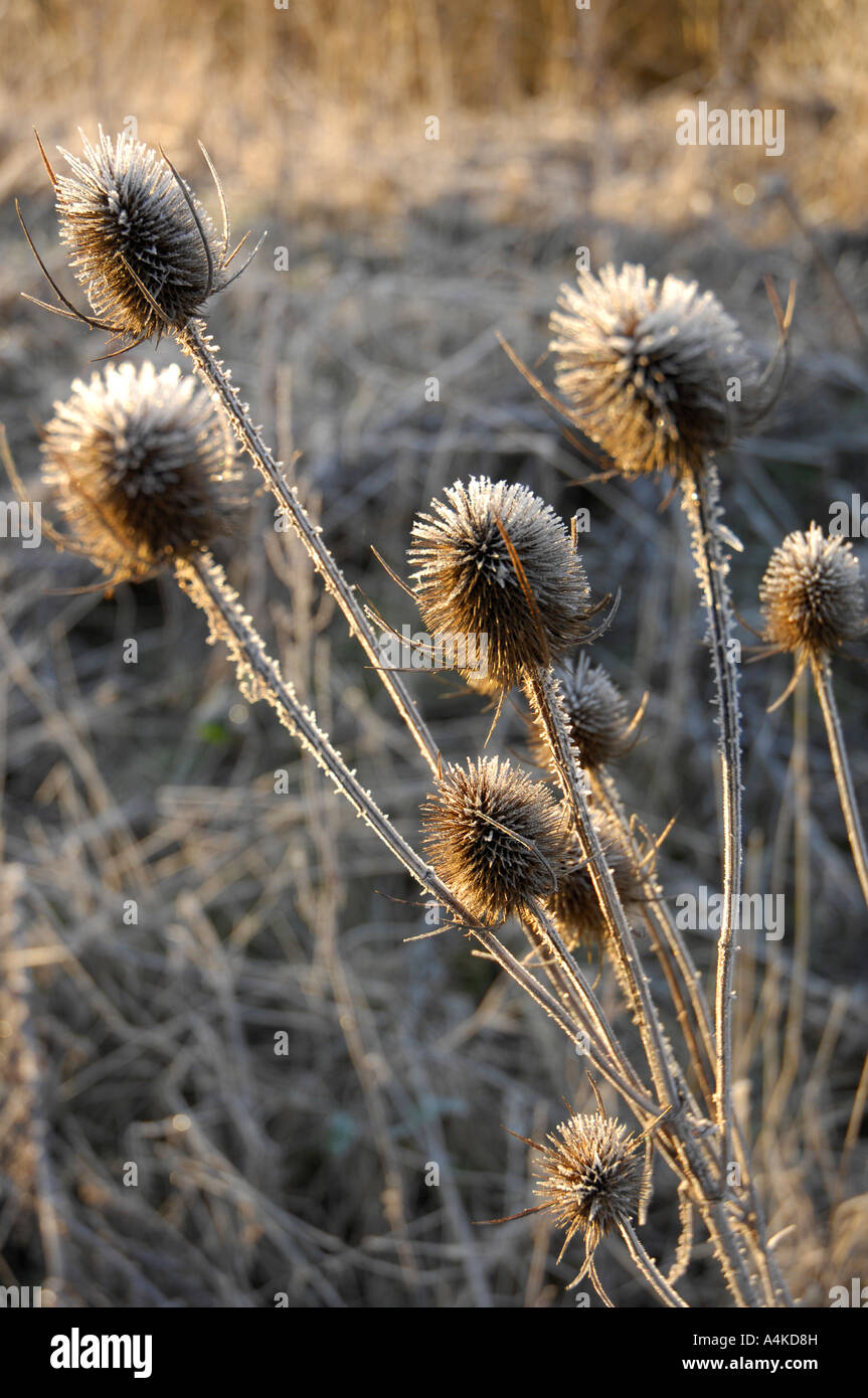 Teazles hi-res stock photography and images - Alamy