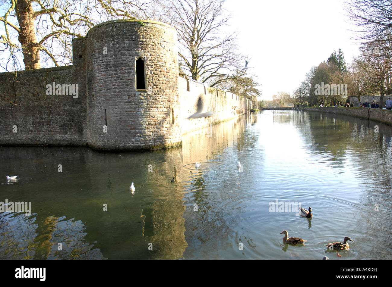 Bishop's Palace and Moat, Wells, England Stock Photo - Alamy