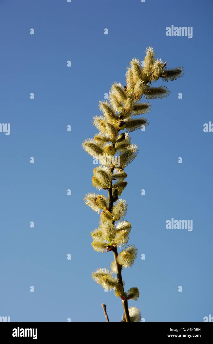 Sticky buds hi-res stock photography and images - Alamy