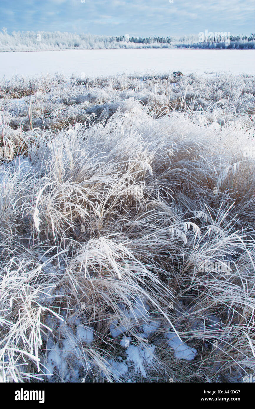 Frosty winter scene Stock Photo - Alamy