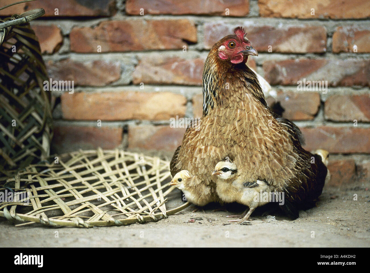 Hen and chicks Stock Photo - Alamy