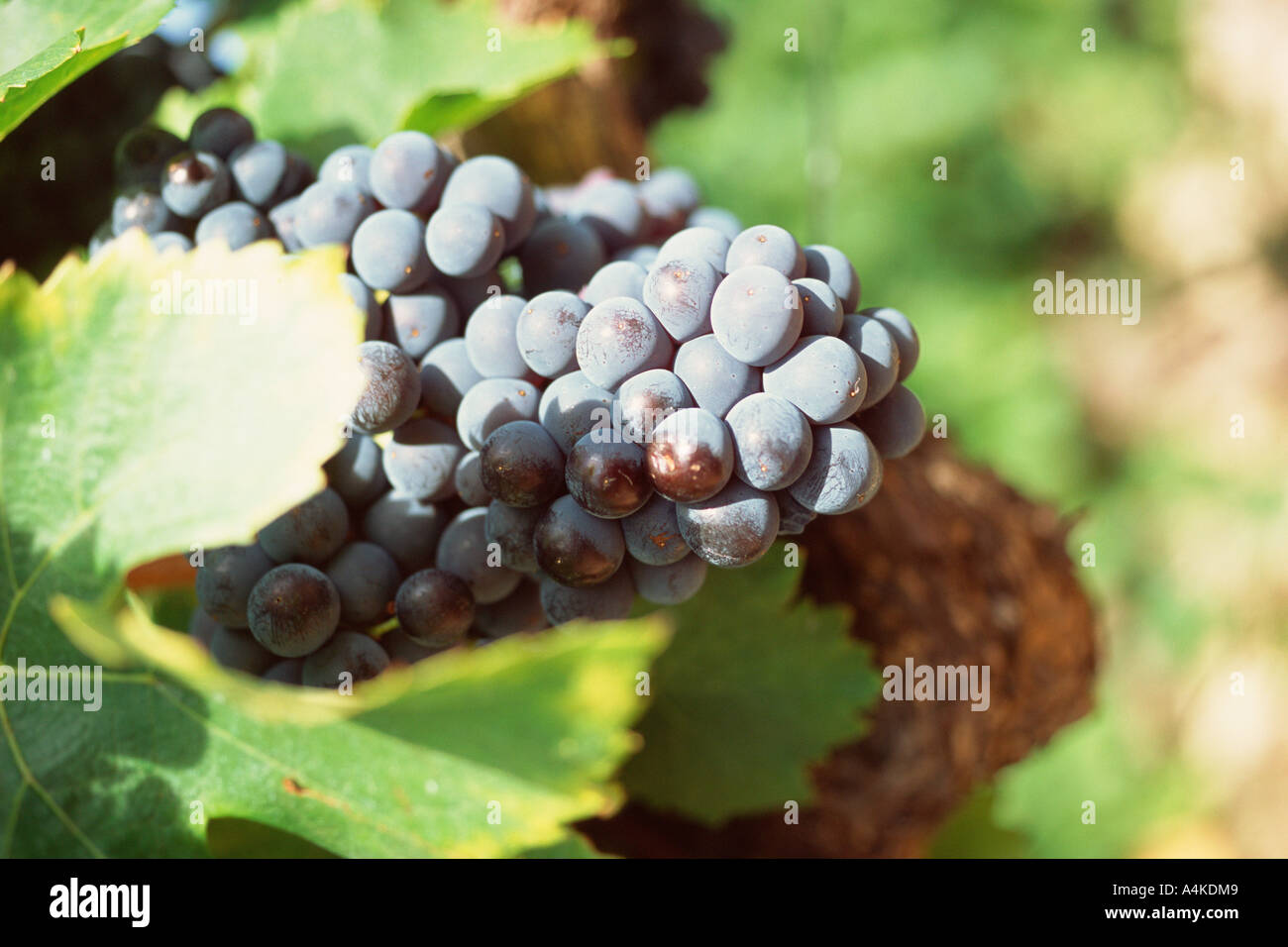 Grenache grapes Stock Photo - Alamy Grenache grapes Stock Photo - Alamy