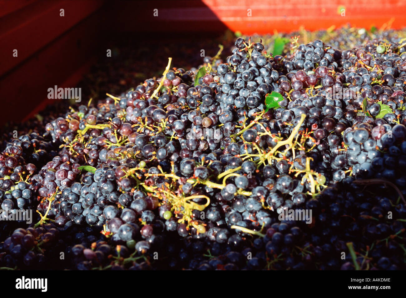 Syrah grape harvesting hi-res stock photography and images - Alamy