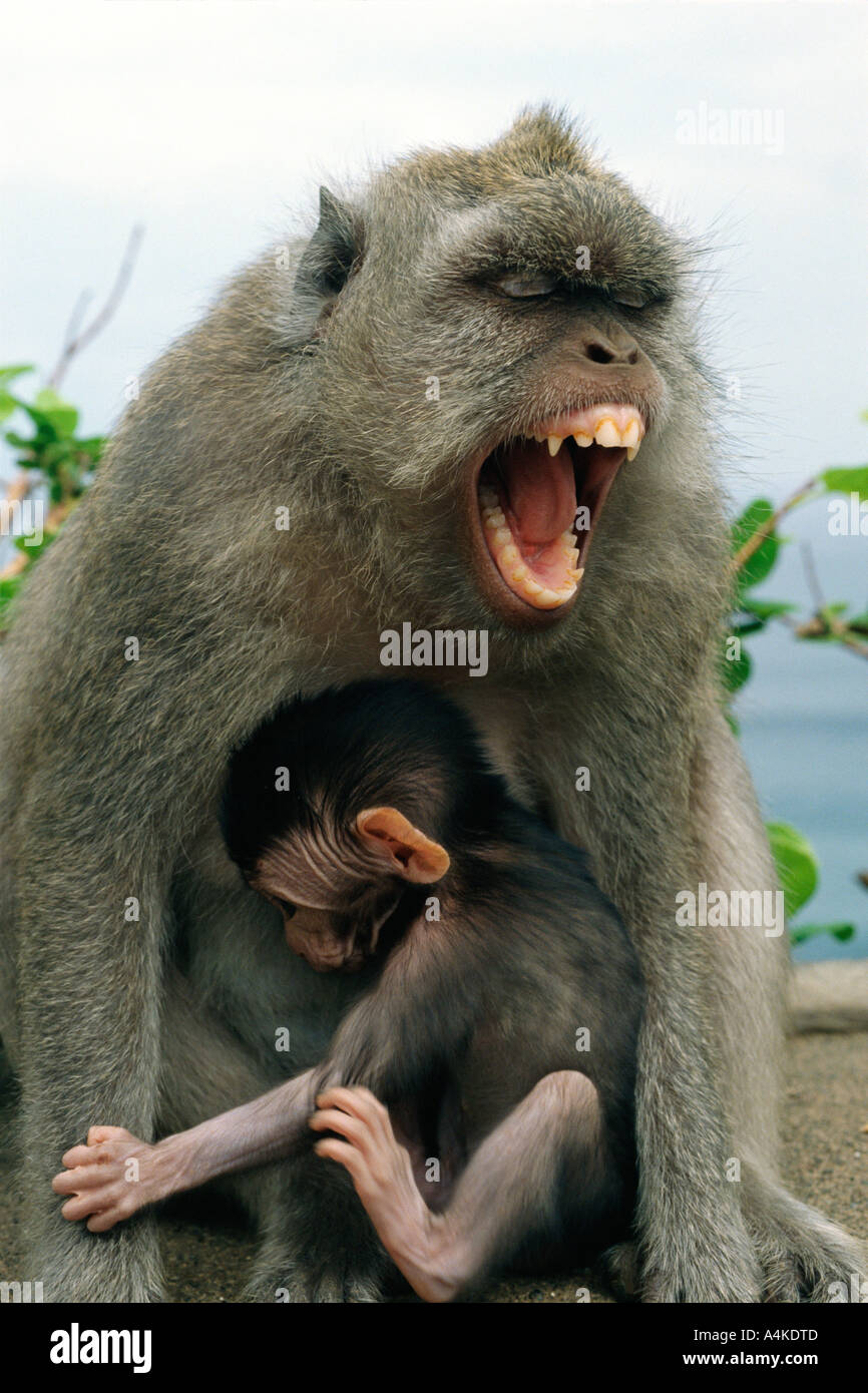 Indonesia, macaque with baby Stock Photo - Alamy