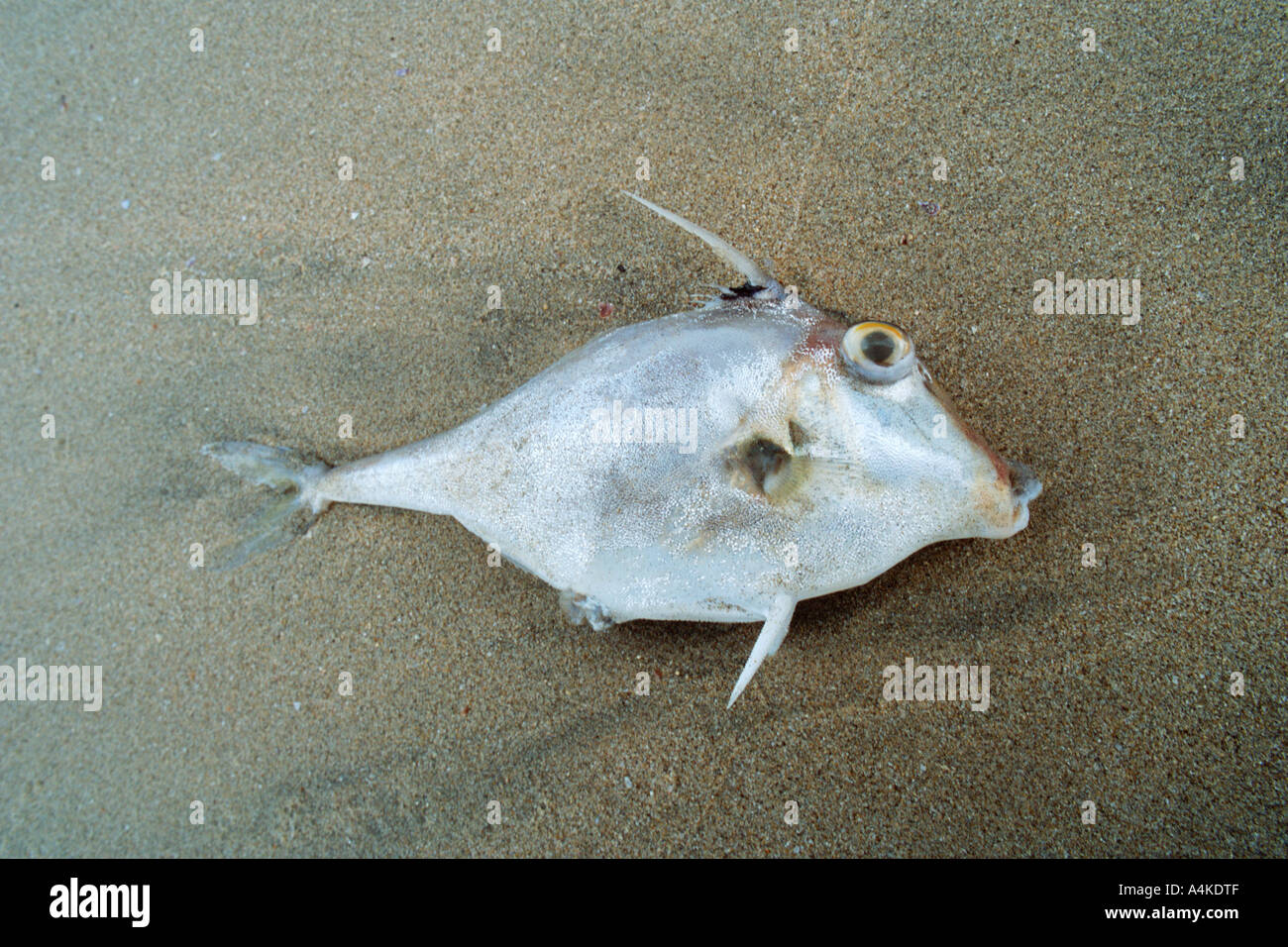 Fish deaths hi-res stock photography and images - Alamy