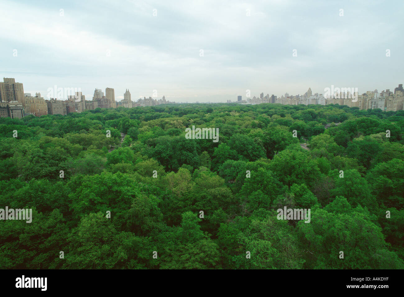 New York, Manhattan, Central Park, treetop view Stock Photo - Alamy