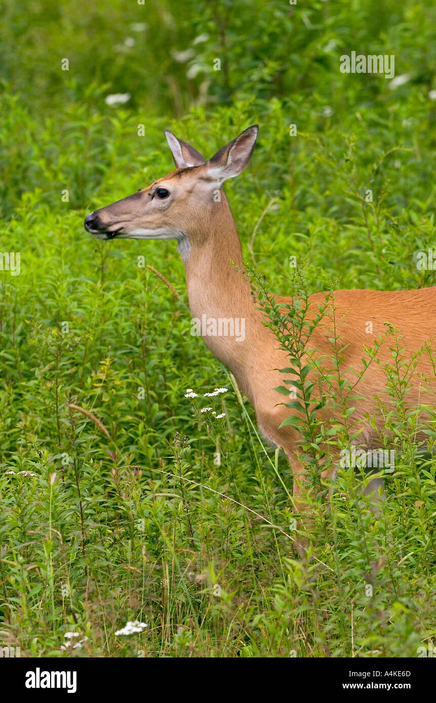 Deer cervidae hi-res stock photography and images - Alamy