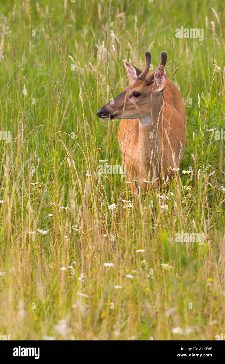 Odocoileinae hi-res stock photography and images - Alamy