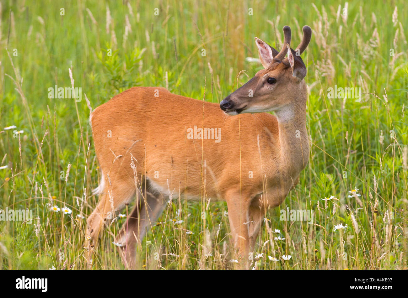White tailed deer cervidae odocoileinae Stock Photo - Alamy