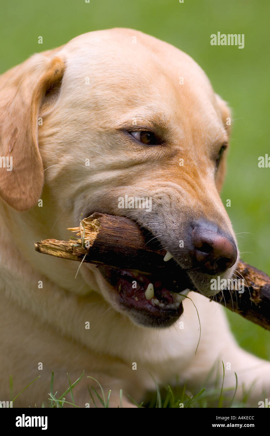 Chomping gum hi-res stock photography and images - Alamy