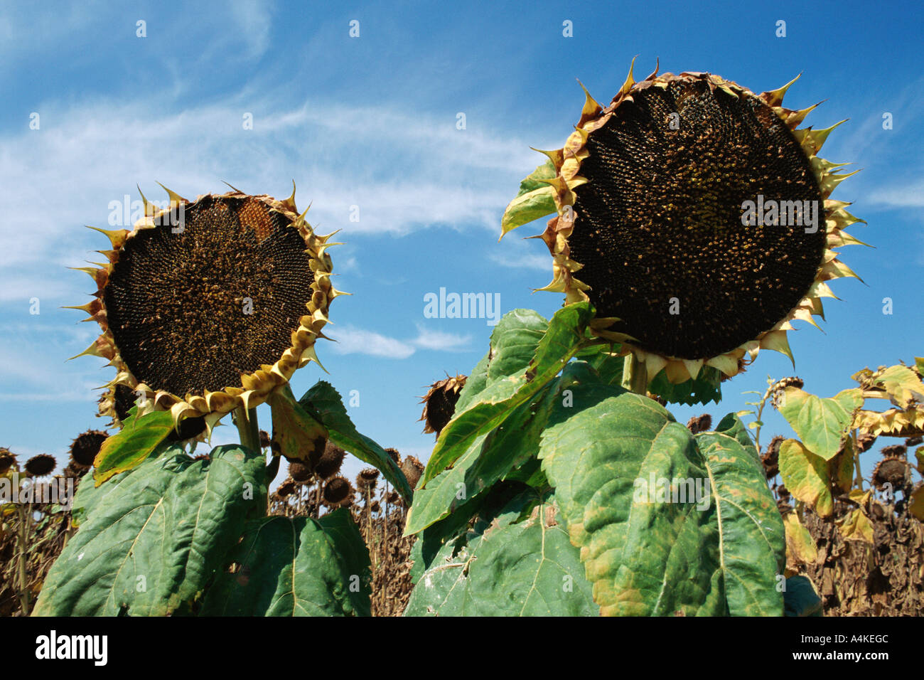 Sunflower from below sun hi-res stock photography and images - Alamy