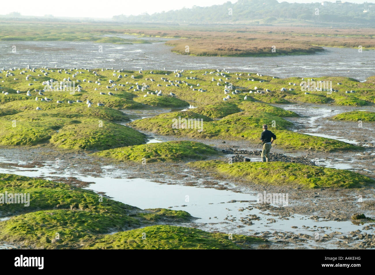 seafood picker in Ria Formosa near Quinta do Lago in the Algarve Stock ...