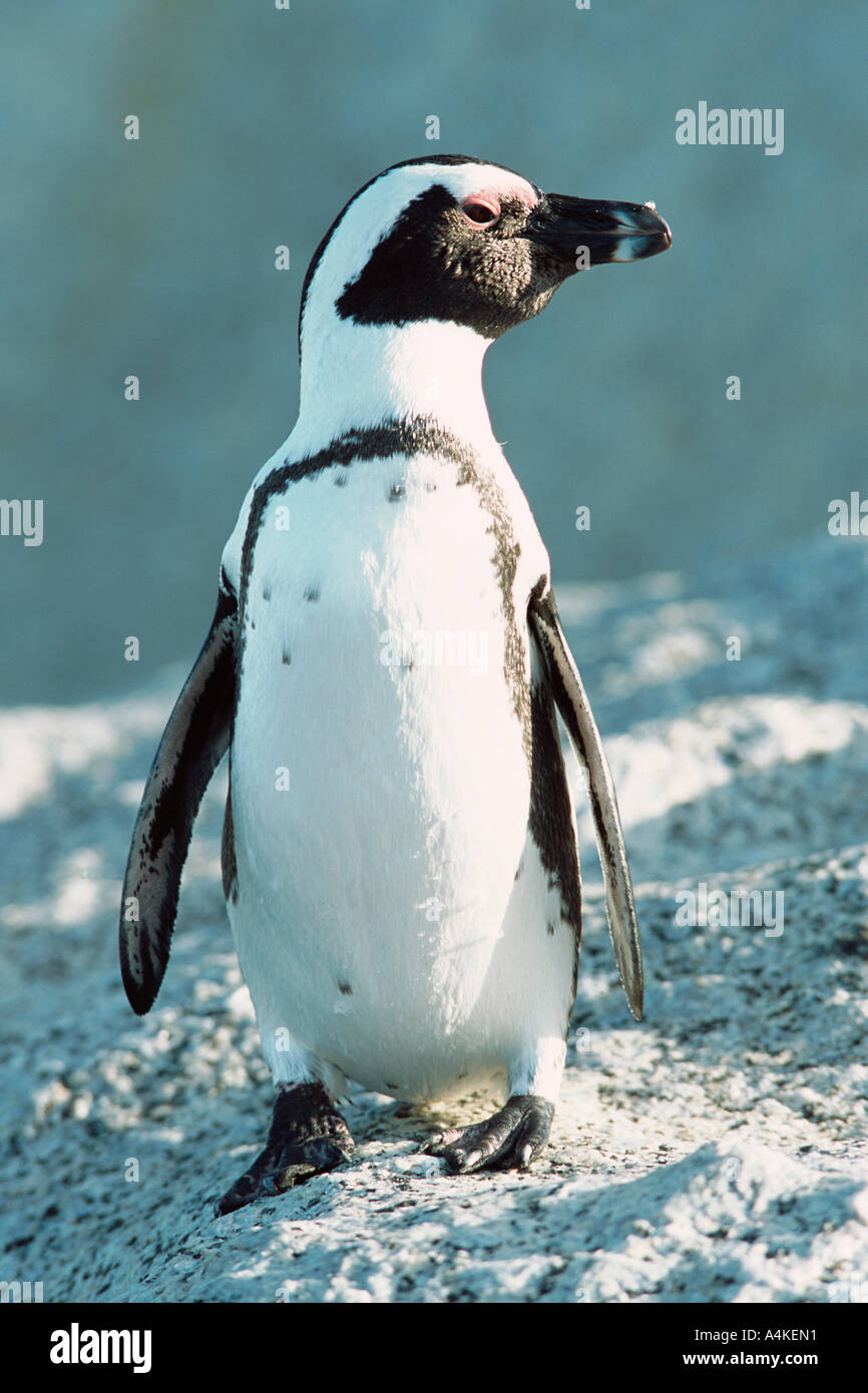 South Africa, Cape Peninsula, Jackass penguin Stock Photo - Alamy