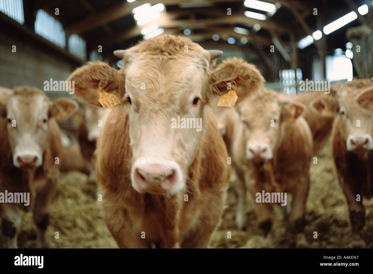 Cows inside barn Stock Photo - Alamy