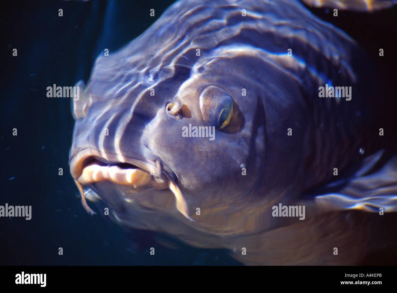 Fish with bulging eyes hi-res stock photography and images - Alamy