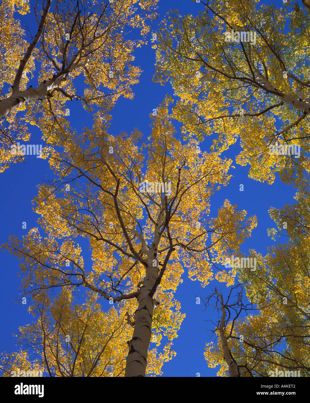 Looking up tall aspen trees hi-res stock photography and images - Alamy