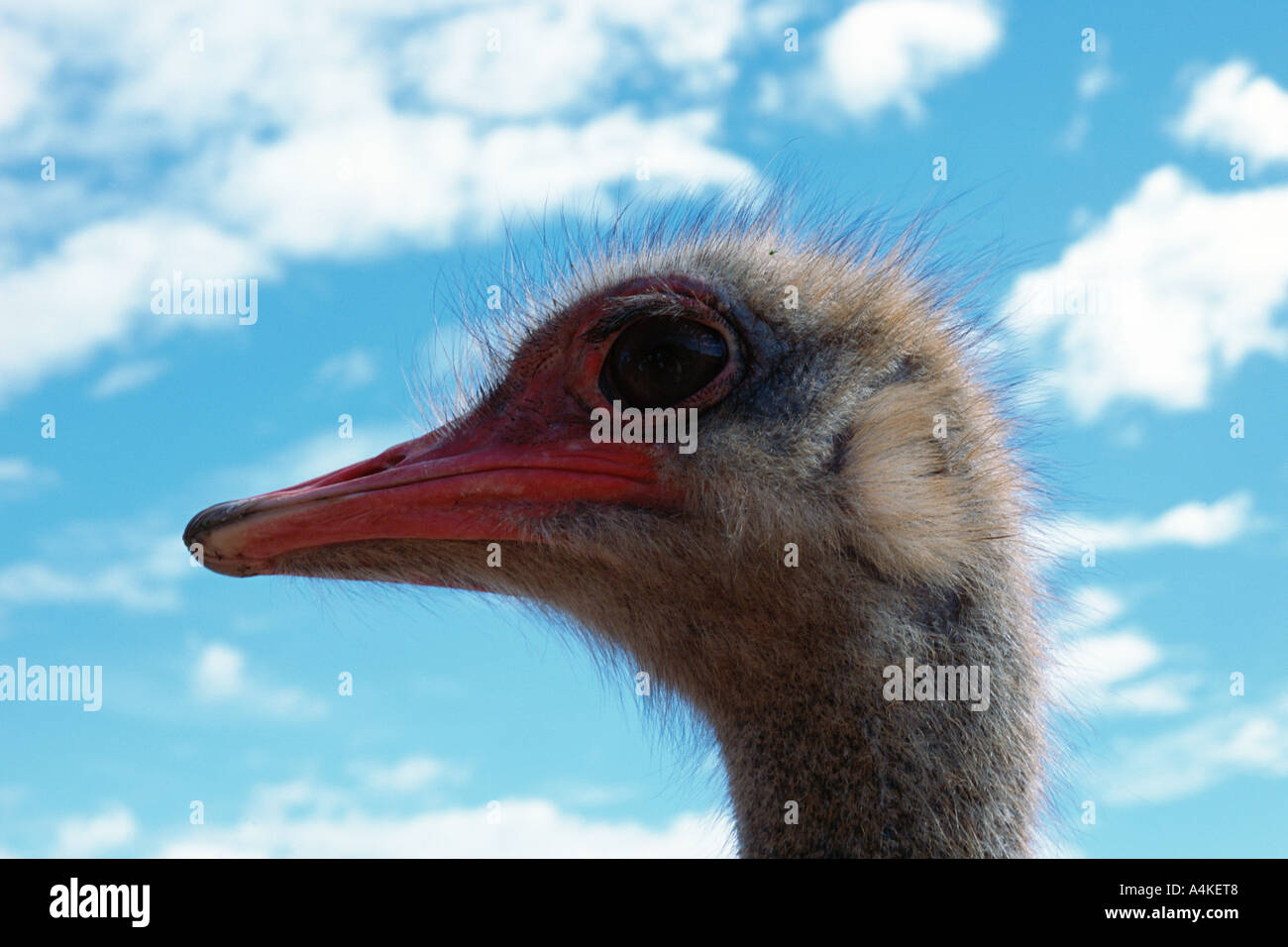 Ostrich images hi-res stock photography and images - Alamy
